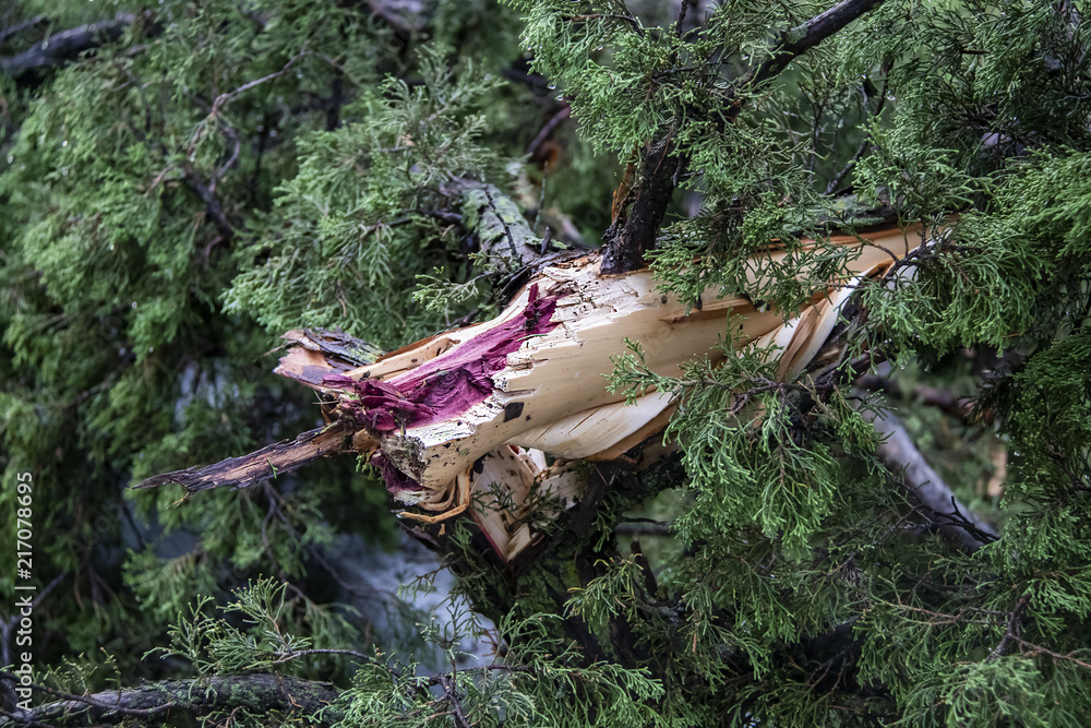 Closeup of a cedar tree that has been destroyed by high winds in a ...