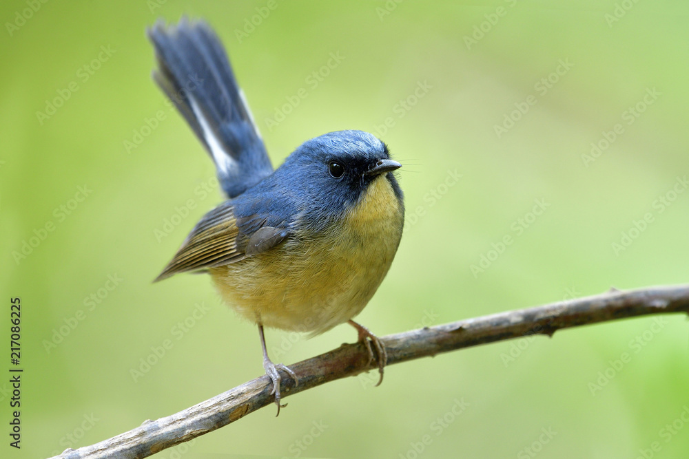 Happy bird with tail wagging, Slaty-blue flycatcher (Ficedula tricolor ...