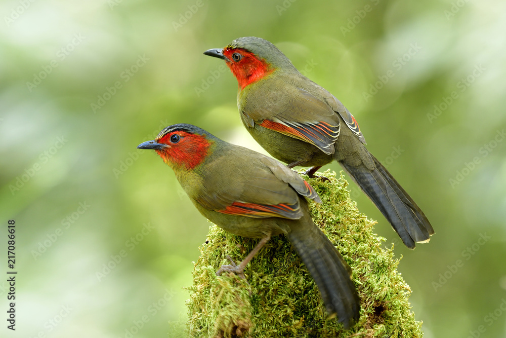 scarlet-faced liocichla (Liocichla ripponi) beautiful pair of red cheek ...