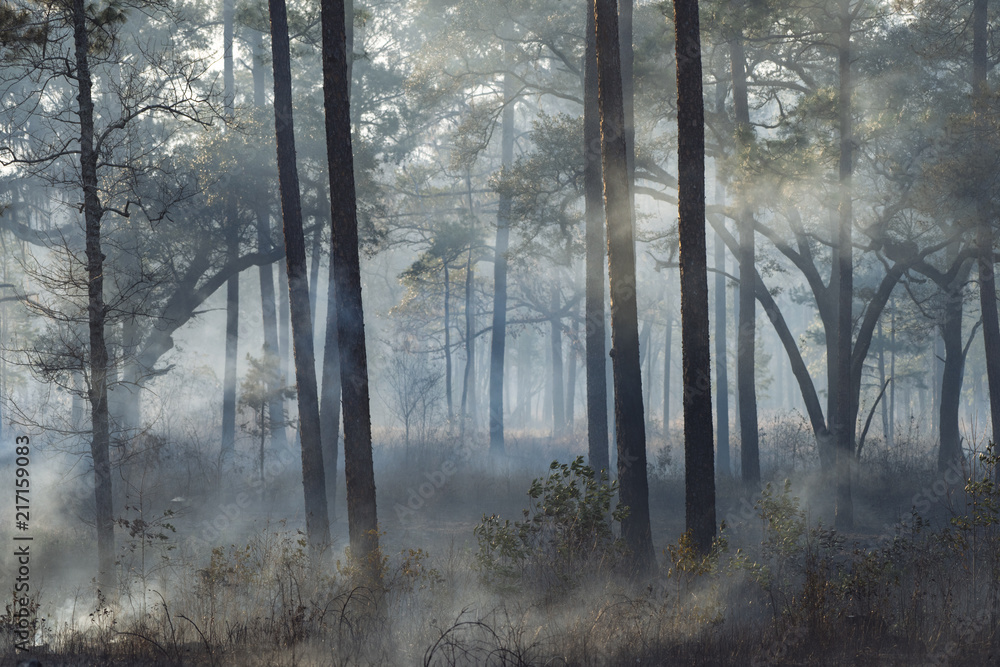 Old-growth Longleaf pine forest at a southern plantation during a ...