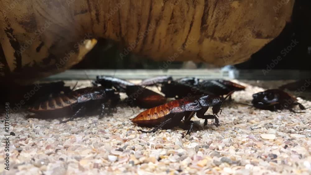Close up view of the Madagascar hissing cockroach (Gromphadorhina ...