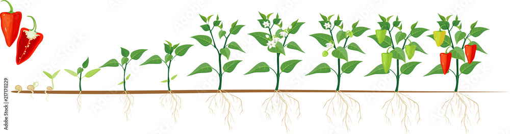 Stages of pepper growth from seed and sprout to harvest. Plants showing ...