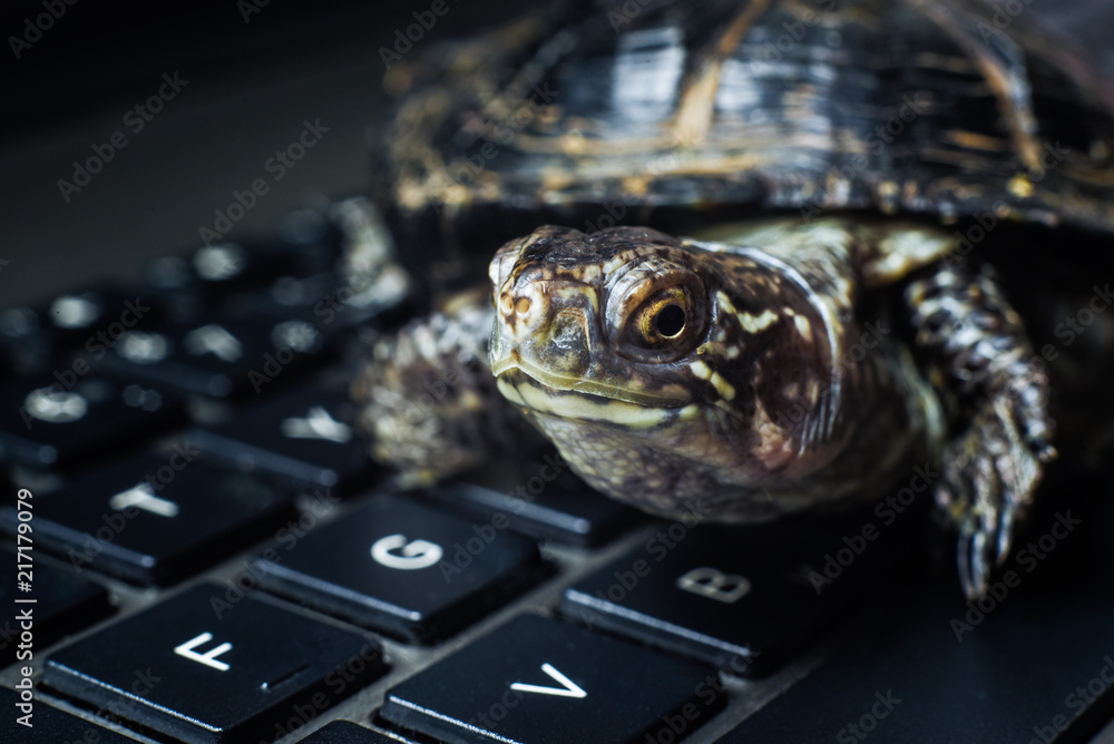 turtle on the keyboard Stock Photo | Adobe Stock