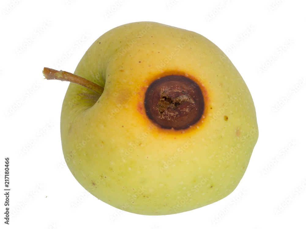 Codling moth pest damage on apple, isolated on white. Cydia pomonella ...