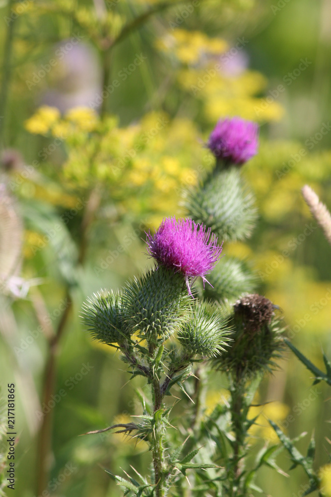 Bull thistle, (Cirsium vulgare), prickly weed with pretty purple flower ...