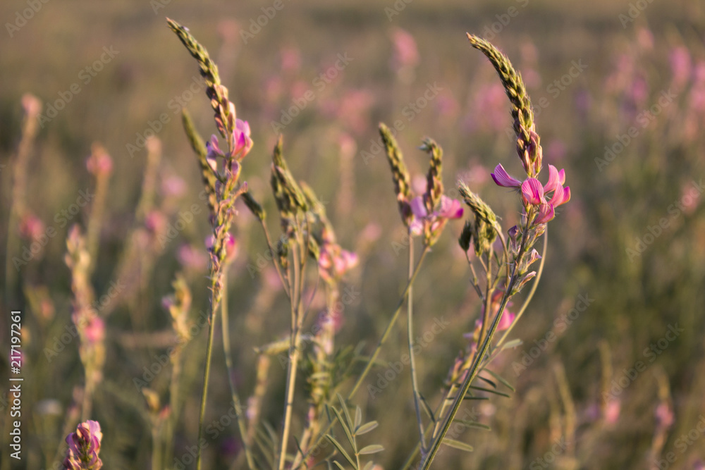 Sainfoin is a perennial forage and honey plant of the legume family ...