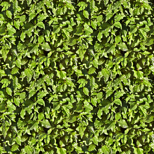 Tree Leaves Texture Seamless