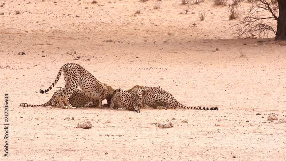 Acinonyx jubatus, the cheetah family of five eat on a fresh springbok ...