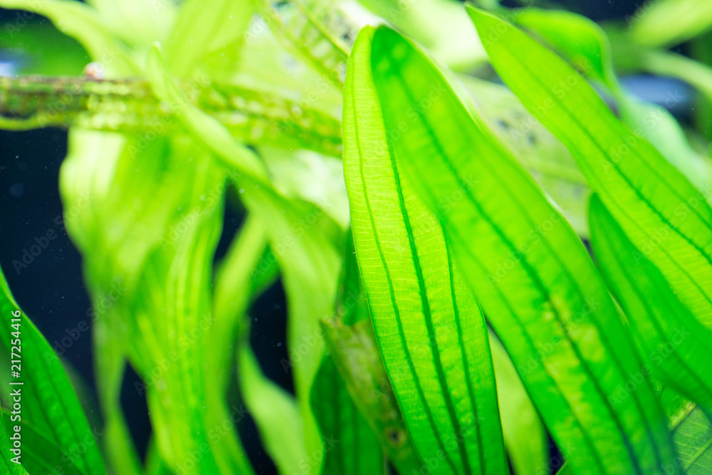 Aquarium plants - Vallisneria gigantea and Vallisneria spiralis Stock ...