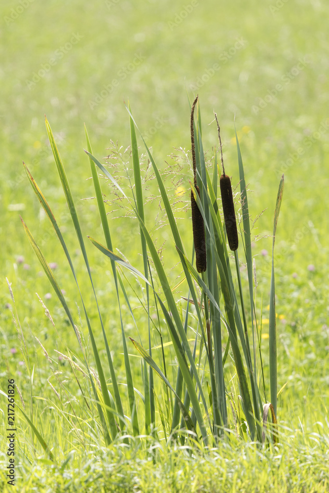 Typha - plant of wetlands with long leaves and cigar-shaped seeds ...