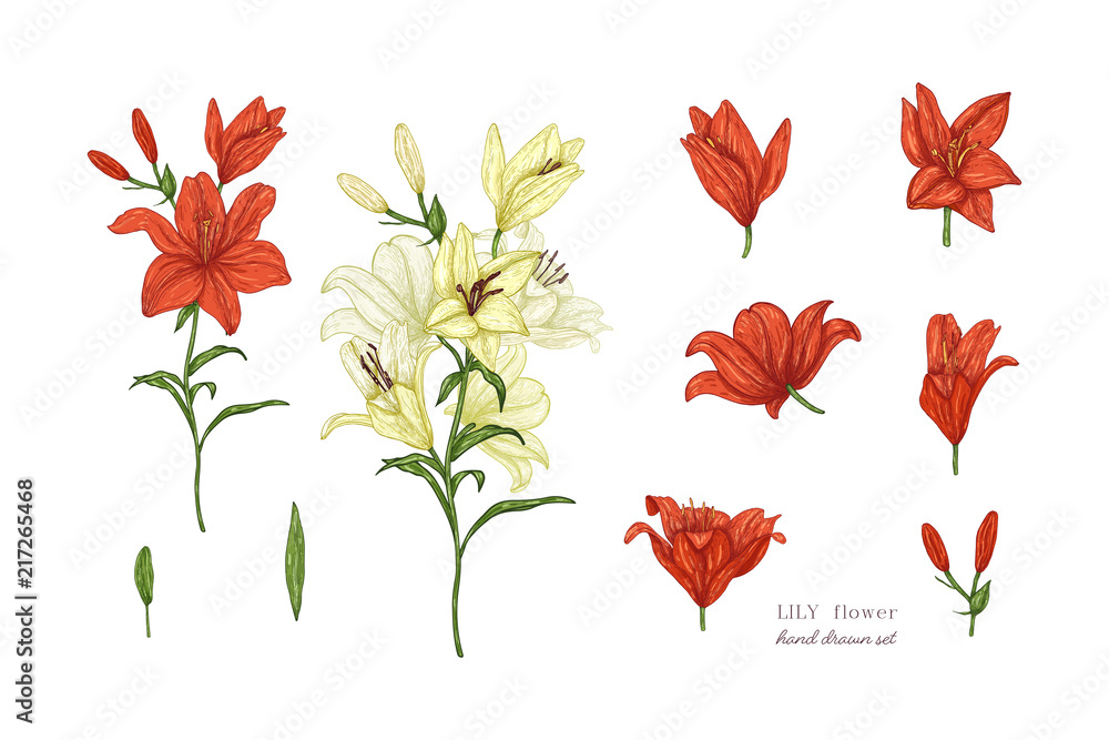 Set of lily flowers in color. Vector botanical illustration of florist ...