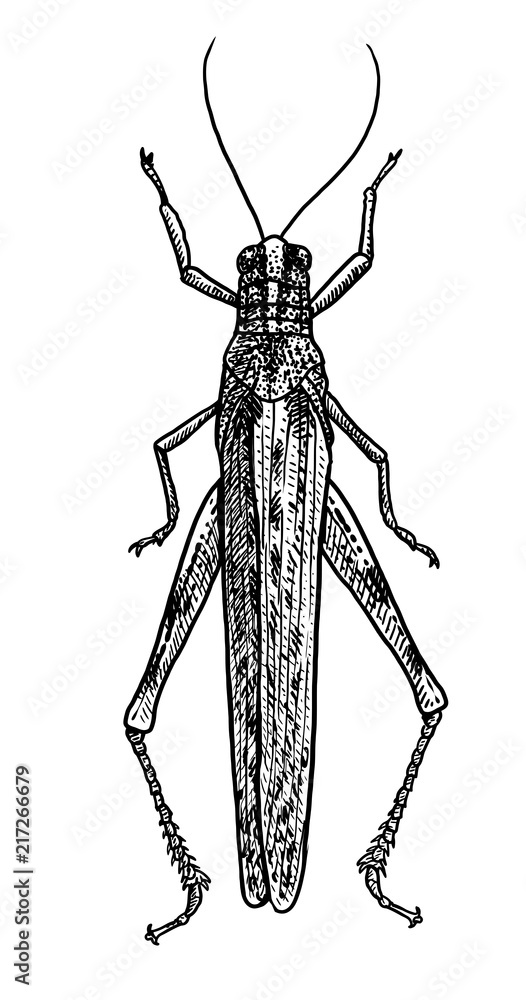 Grasshopper illustration, drawing, engraving, ink, line art, vector ...