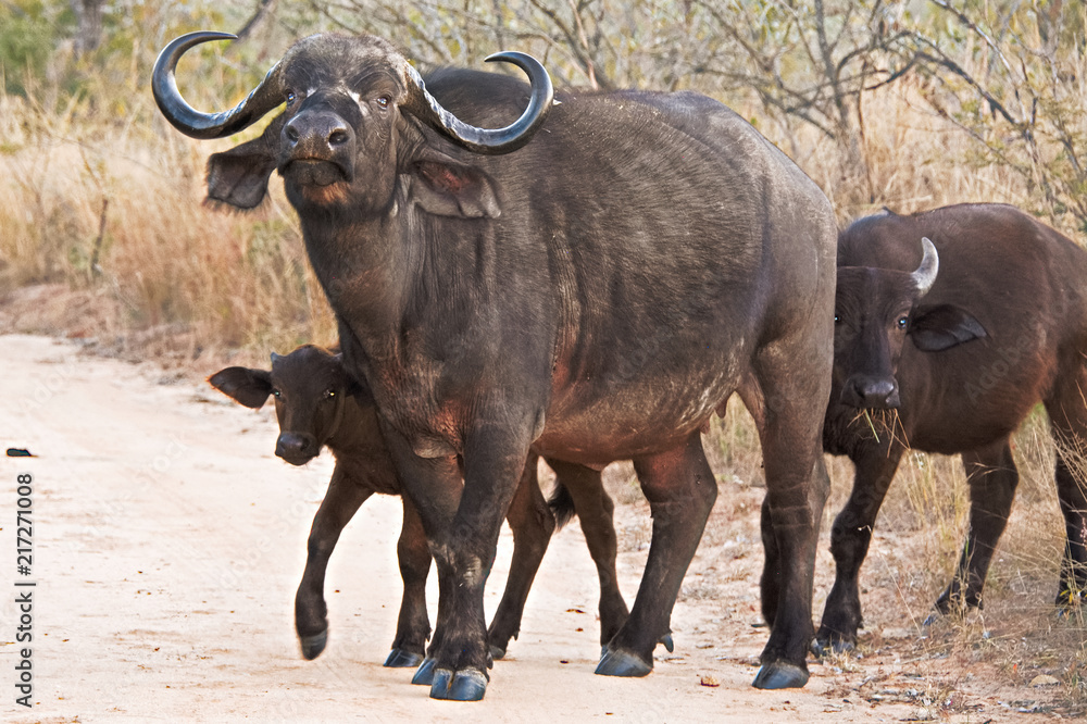 African Buffalo cow lifting her head in an aggressive posture to ...
