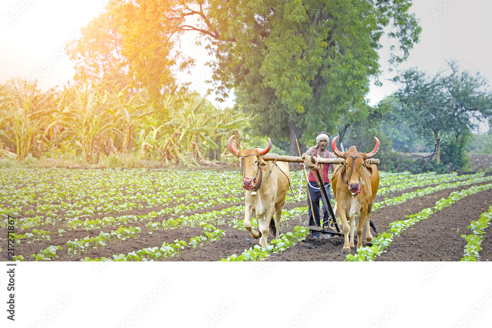 indian farming technique Stock Photo | Adobe Stock