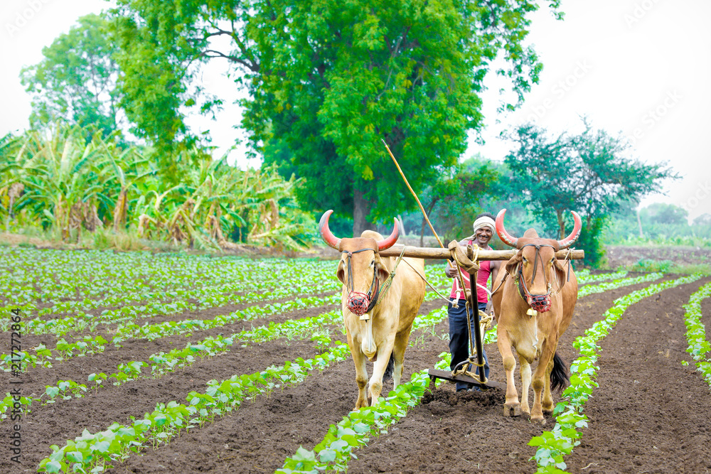 indian farming technique Stock Photo | Adobe Stock
