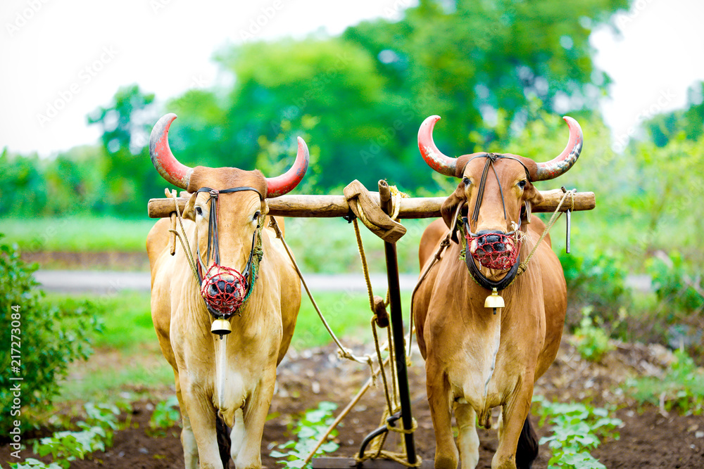 indian farming technique Stock Photo | Adobe Stock