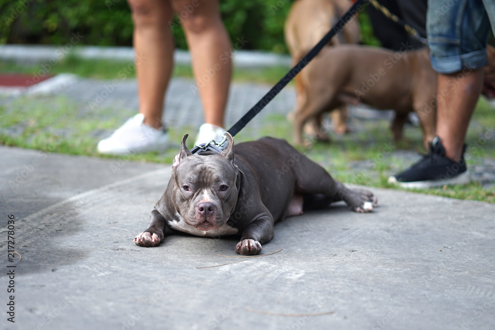 Blue Pitbull Uncropped Ears