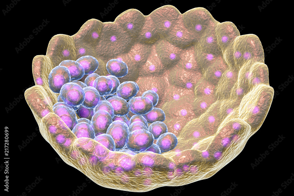 Cross-section of human blastocyst showing inner mass and trophoblast ...
