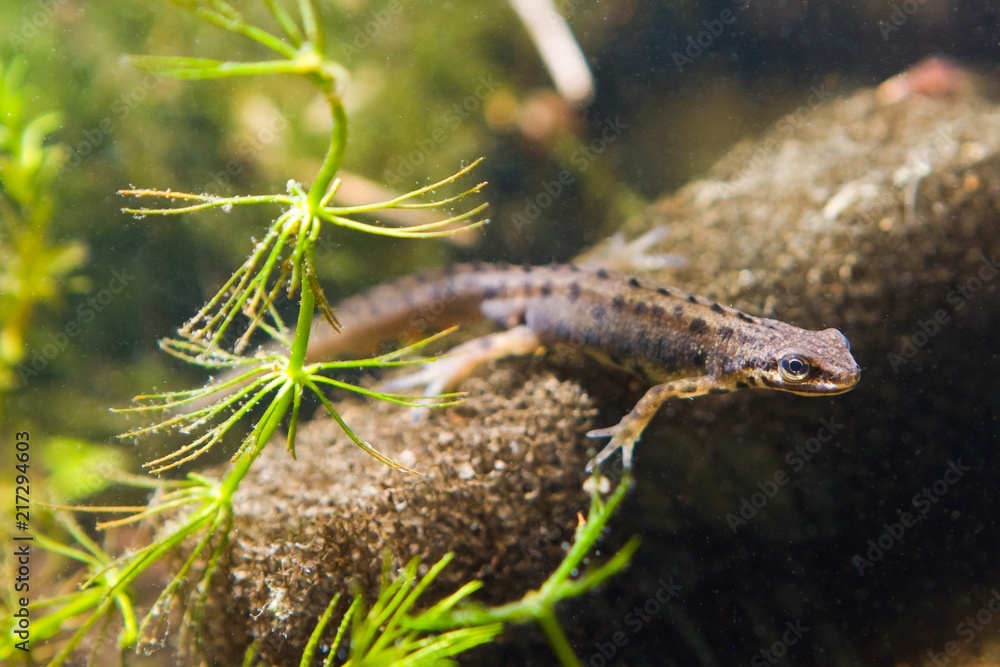 Water Newts