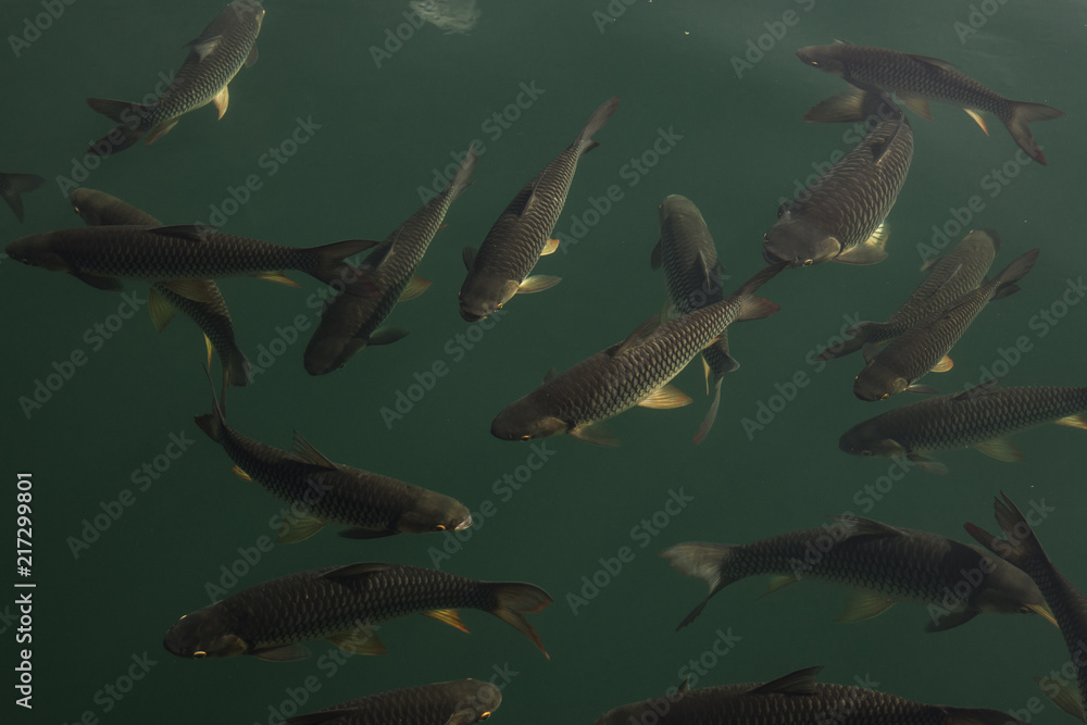 Pesci, Fishes Stock Photo | Adobe Stock