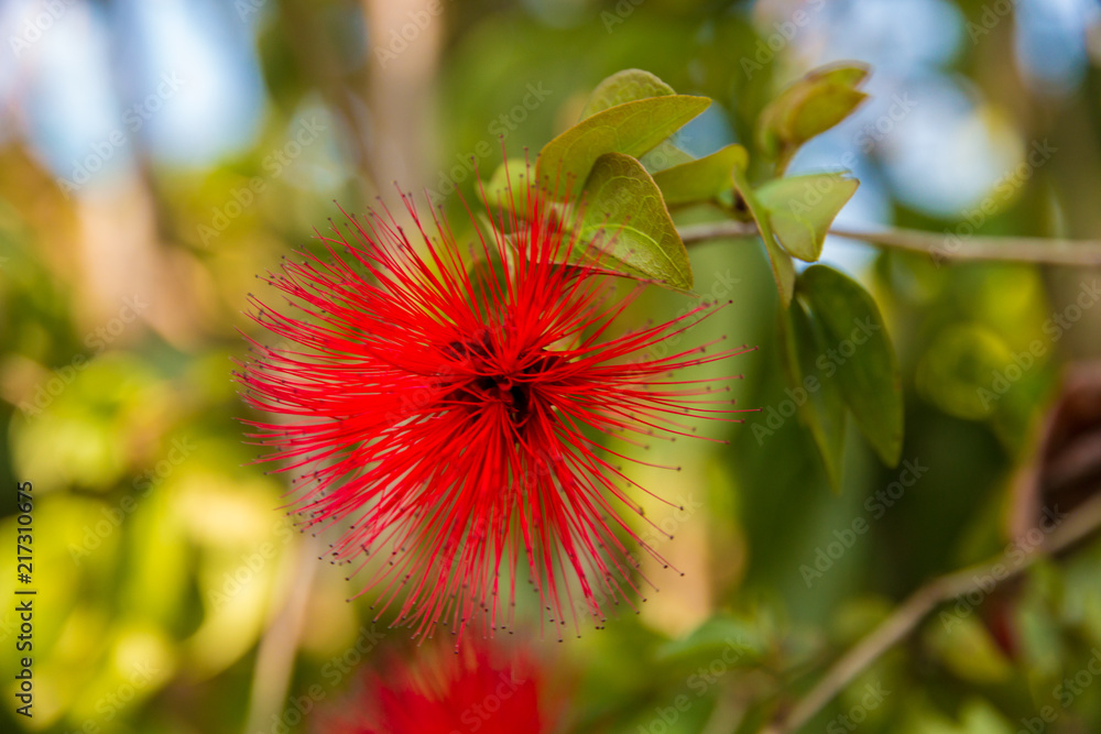 Lovely close up of a beautiful single red flower of a fairy duster ...