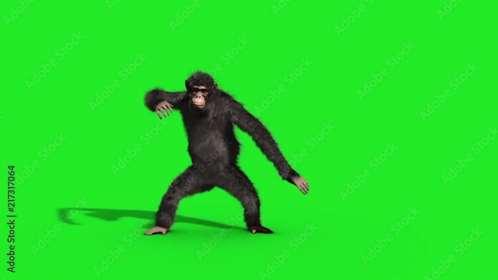 Chimpanzee House Dance Dancer Green Screen 3D Rendering Animation ...