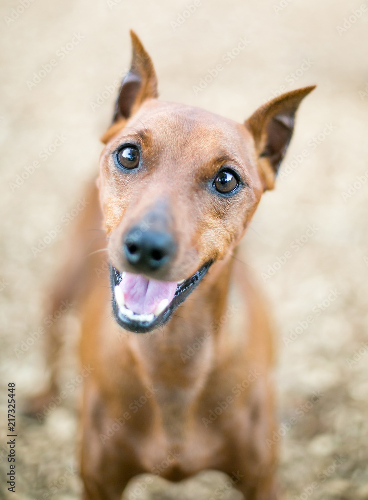 Red Miniature Pinscher Puppy