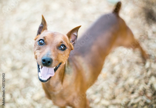Red Miniature Pinscher