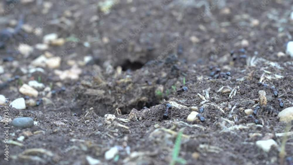 Underground ants nest. Working ants colony on the ground. Stock Video ...