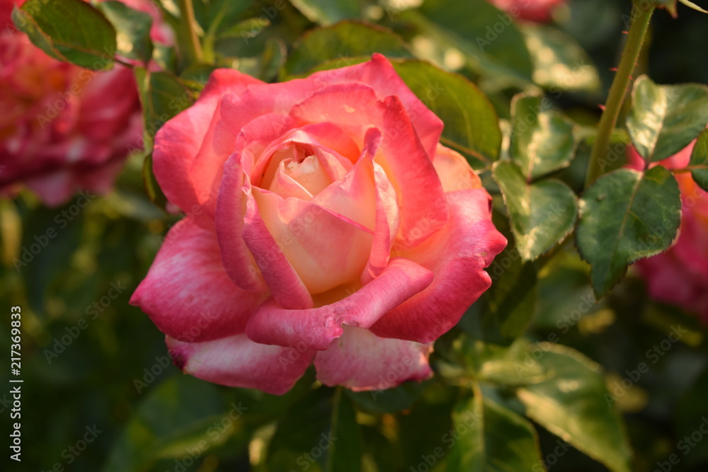 Love And Peace Rose