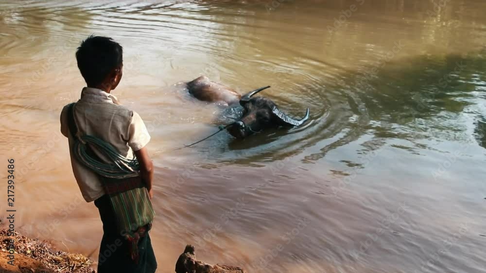 A burmese boy is bathing his buffalo in a river on the way between ...