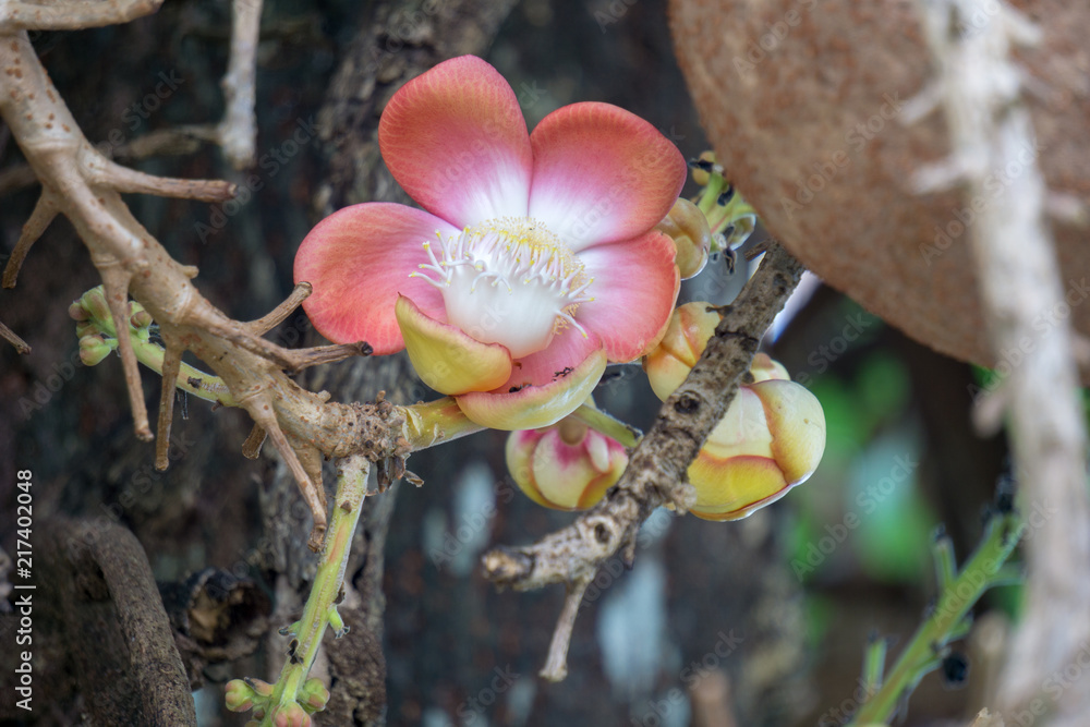 Flowers of Shorea robusta also known as sal, sakhua or shala tree. This ...