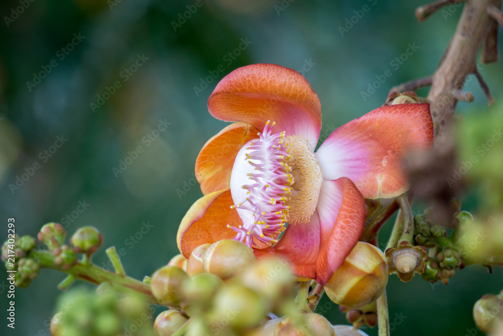 Flowers of Shorea robusta also known as sal, sakhua or shala tree. This ...