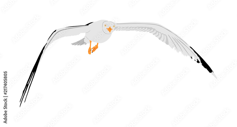 Seagull fly on sky, isolated on white background vector illustration ...