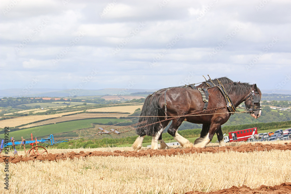 Photo & Art Print Shire horses ploughing, Jenny Thompson