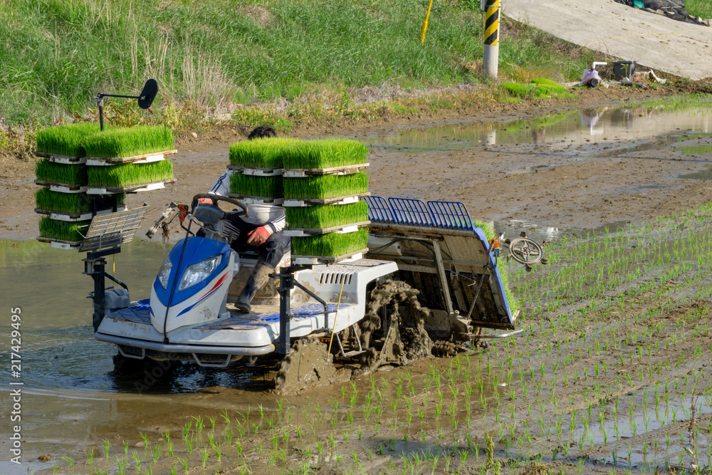 The Korean farmer rides riding type power driven rice transplanter to ...