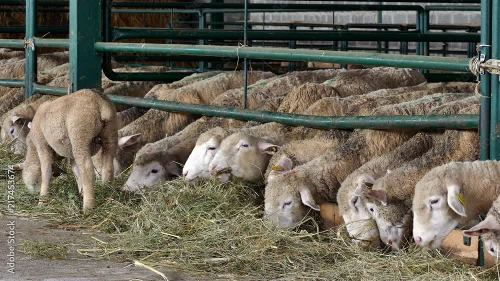Contemporary Sheep Farm / Sheep and lambs in special boxes at the ...