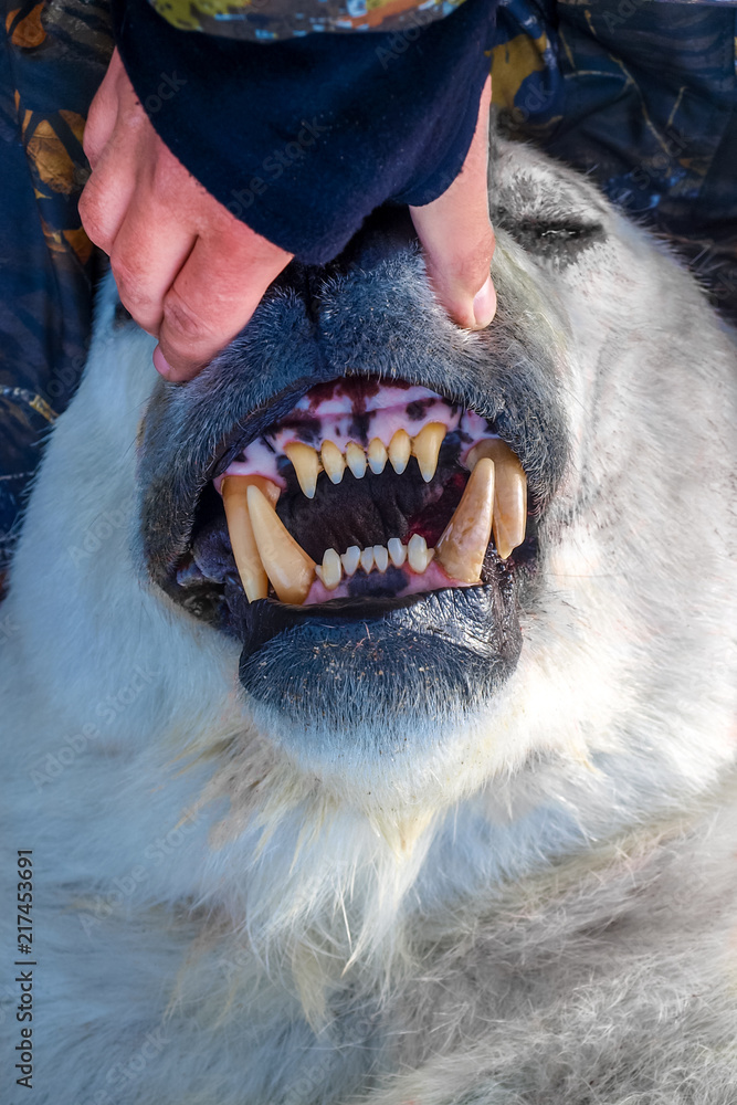 July 12, 2011, Archipelago Novaya Zemlya, Arctic: Participant of a ...