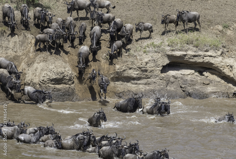 The migration of the gnoes crossing the Marariver in Tanzania Stock ...