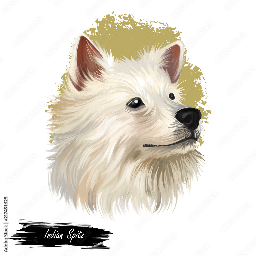 Indian Spitz