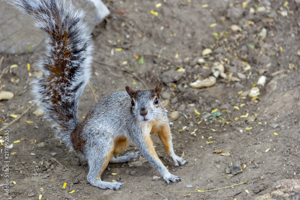 Ardilla de cola esponjada comiendo cacahuates en un parque foto de ...