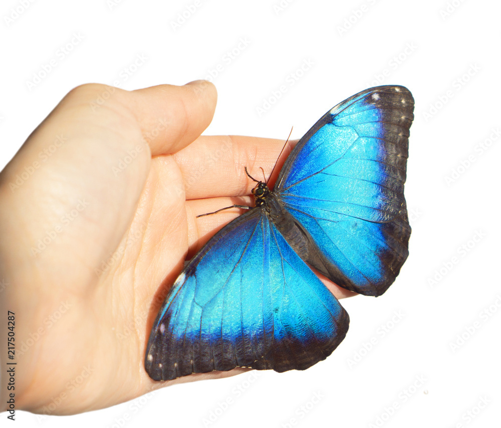 Blue morpho butterfly, Morpho peleides, sits on girl's hand. The ...