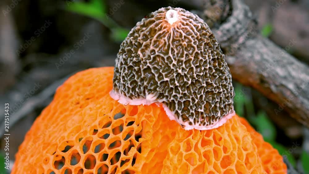 Fantastic unusual edible Veiled Lady mushroom with lacy skirt or ...