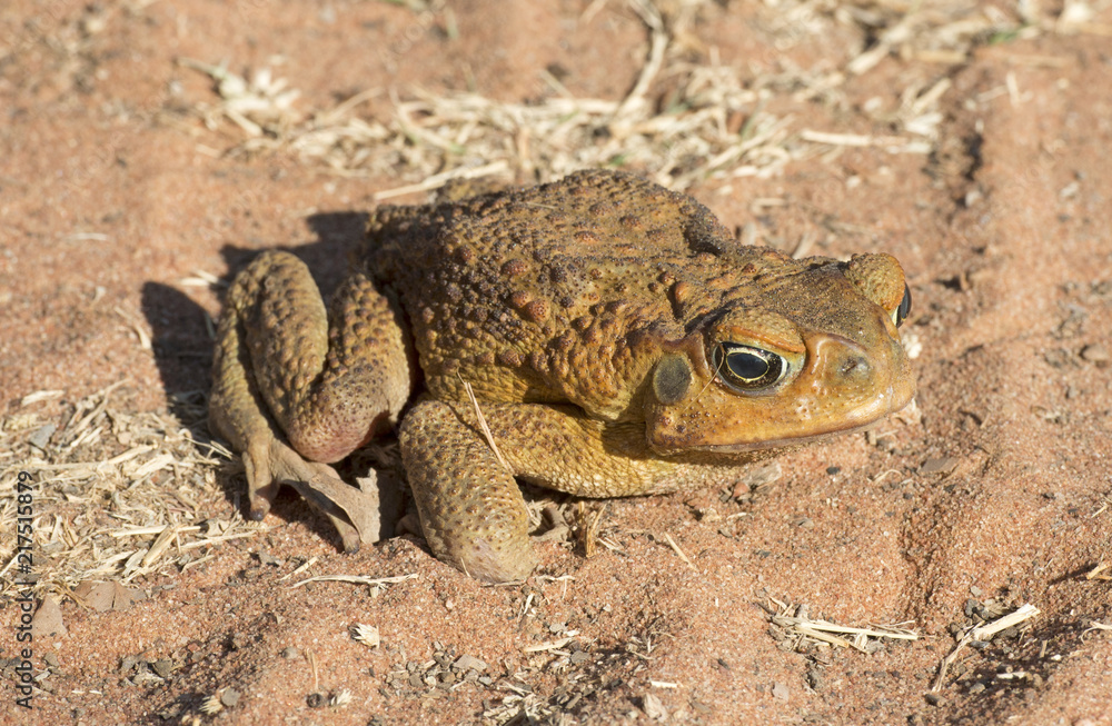 feral cane toad in outback Queensland, Australia. Stock Photo | Adobe Stock