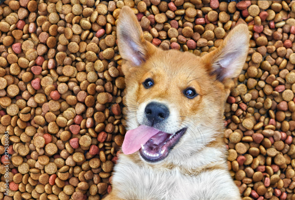 happy and contented dog lies on a large quantity of dry food. Puppy ...