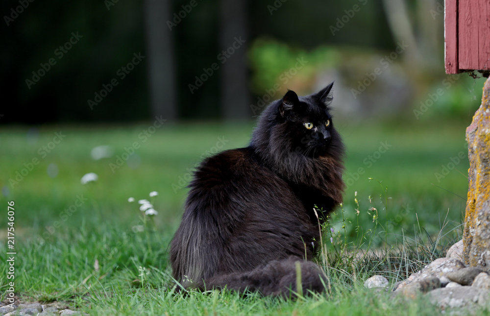 Black Norwegian Forest Cat