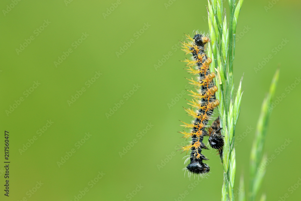 Distelfalter Raupe Stock Photo | Adobe Stock