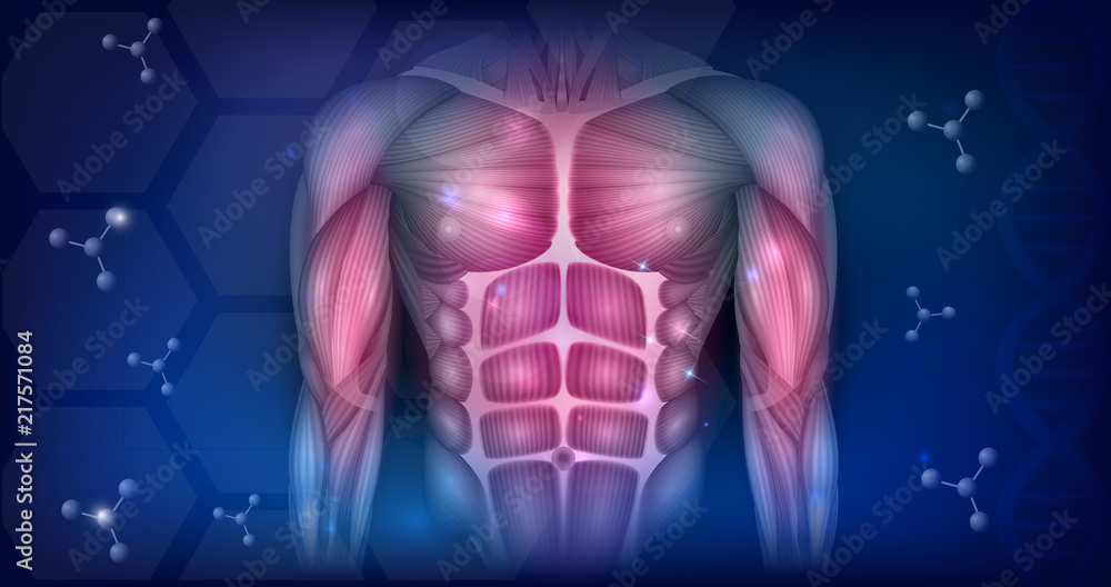 Muscles of the human body, torso and arms, beautiful colorful ...