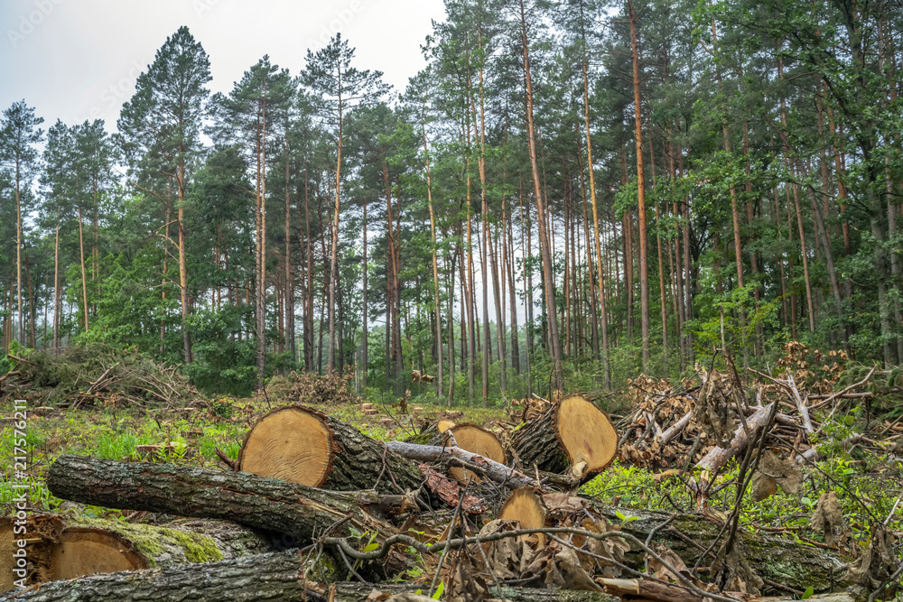 Deforestation concept. Stumps, logs and branches of tree after cutting down forest Stock Photo ...