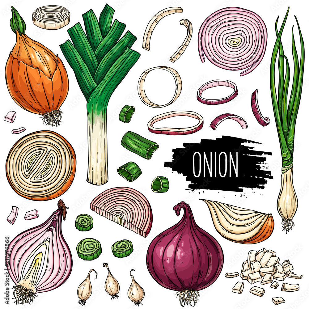 Hand drawn vegetable set of onion, slices, halves, pieces, green onion ...